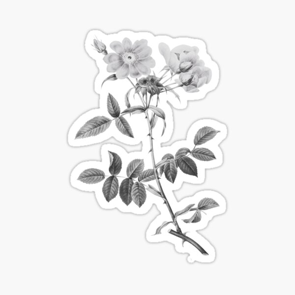 "Rose of Lady Monson Flower, Alternative Illustration - Grey and Blue ...