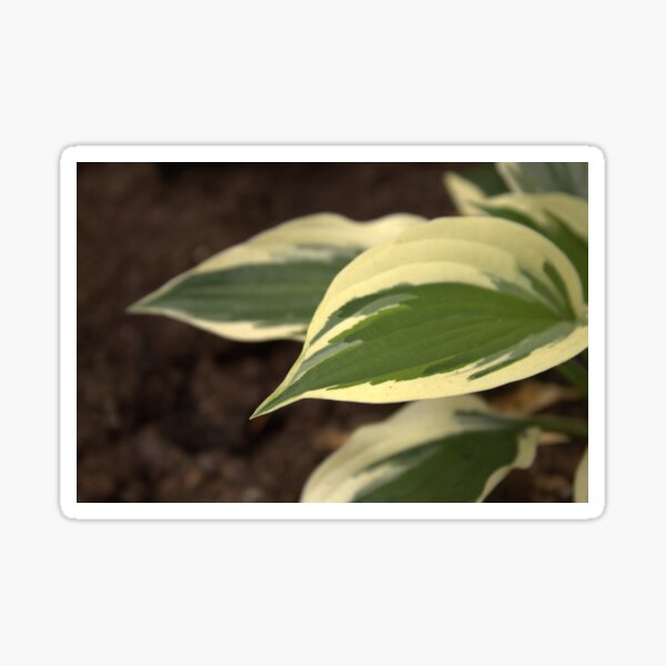 "Hosta" Sticker for Sale by lower-uwchlaner | Redbubble
