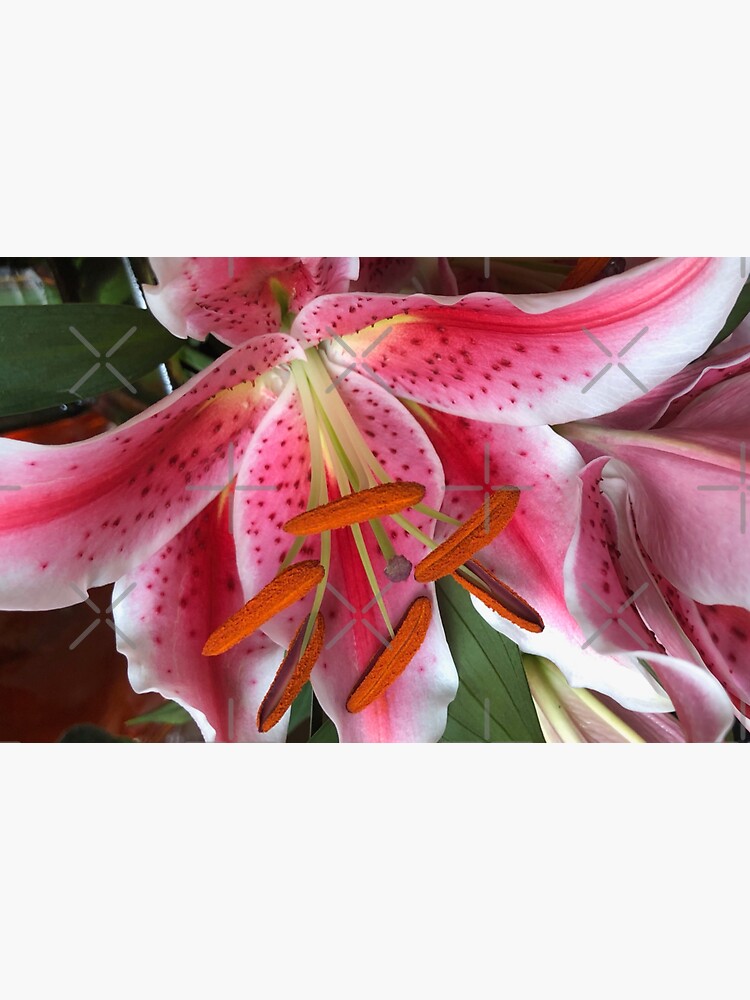 "Ever Fragrant Dancing Pink Easter Lily " Sticker for Sale by ...