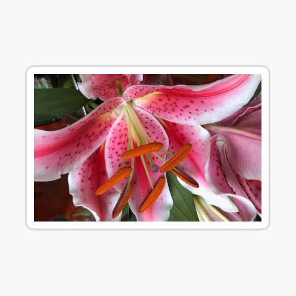 "Ever Fragrant Dancing Pink Easter Lily " Sticker for Sale by ...