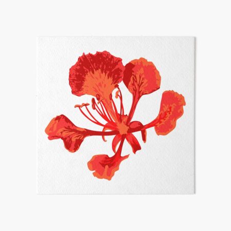 Lámina rígida «flor extravagante, flamboyan» de holistikarma | Redbubble