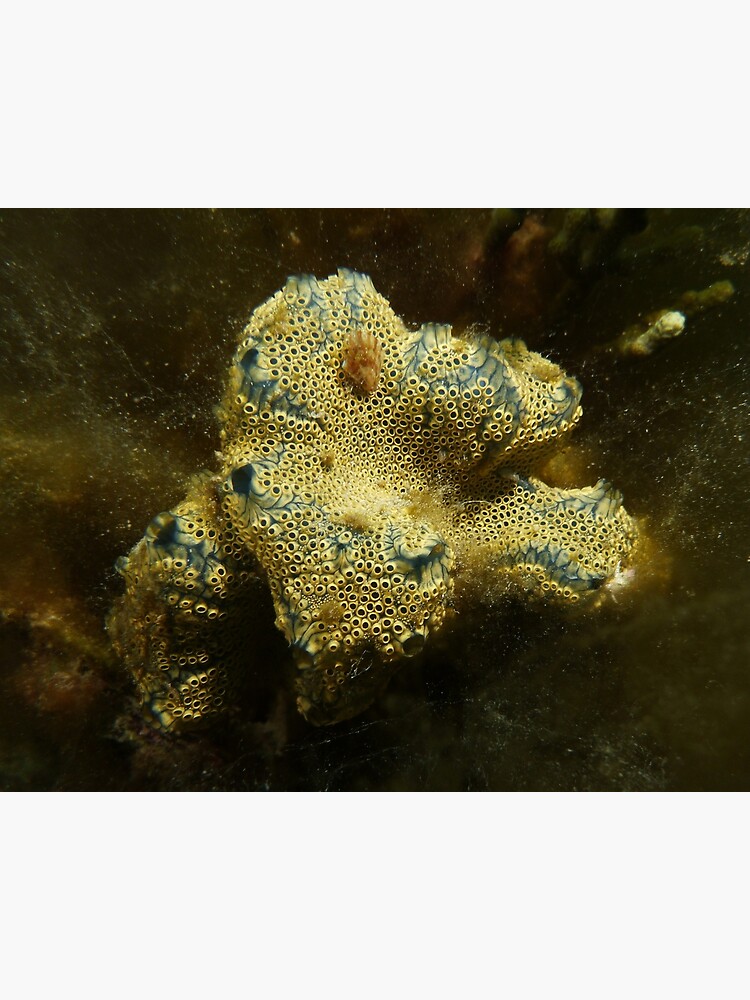 "Sea squirts (Botrylloides leachii) - upper Spencer Gulf, South ...