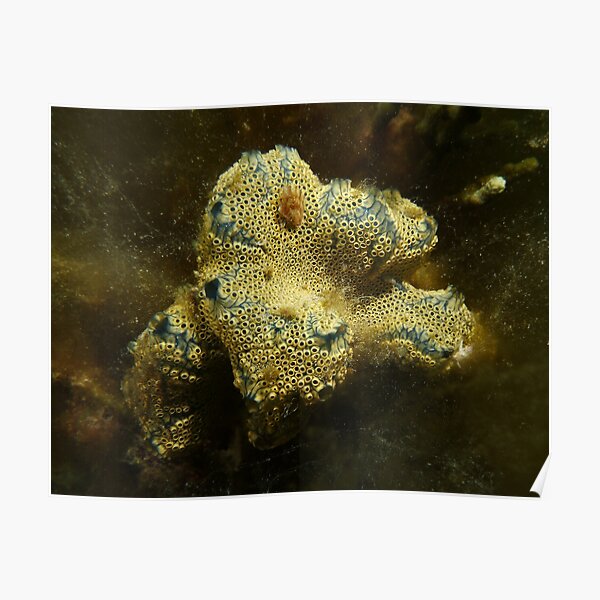 "Sea squirts (Botrylloides leachii) - upper Spencer Gulf, South ...