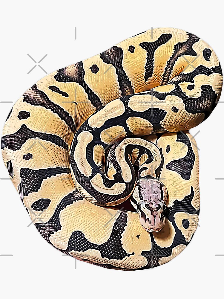 "Ball Python- Desert Ghost Clown Pied Morph" Sticker for Sale by Elarex ...