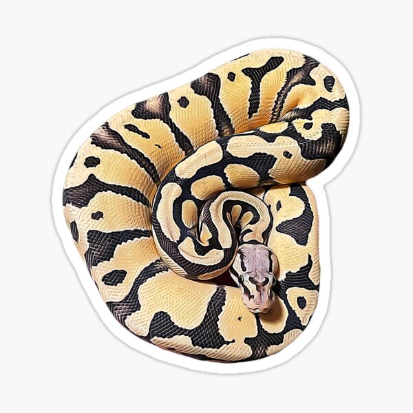 "Ball Python- Desert Ghost Clown Pied Morph" Sticker for Sale by Elarex ...