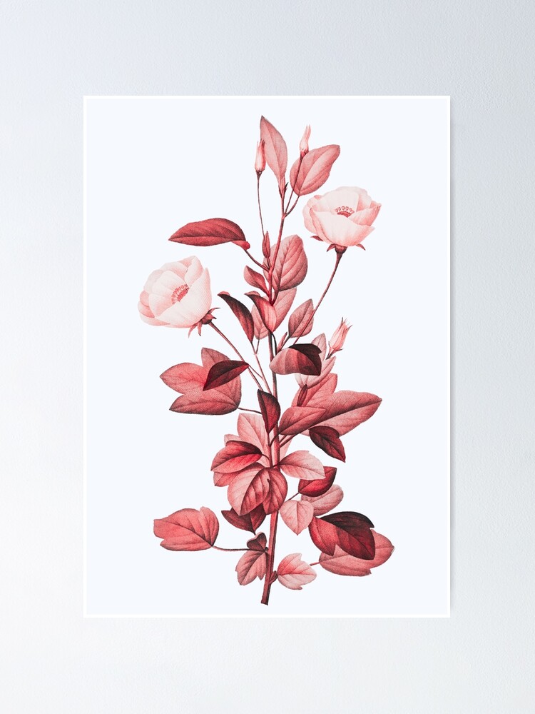 Poster « Fleur Reduta Heterophylla, Illustration alternative - Rose ...
