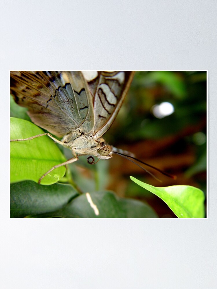 "Question Mark Butterfly" Poster for Sale by ButterflySing | Redbubble