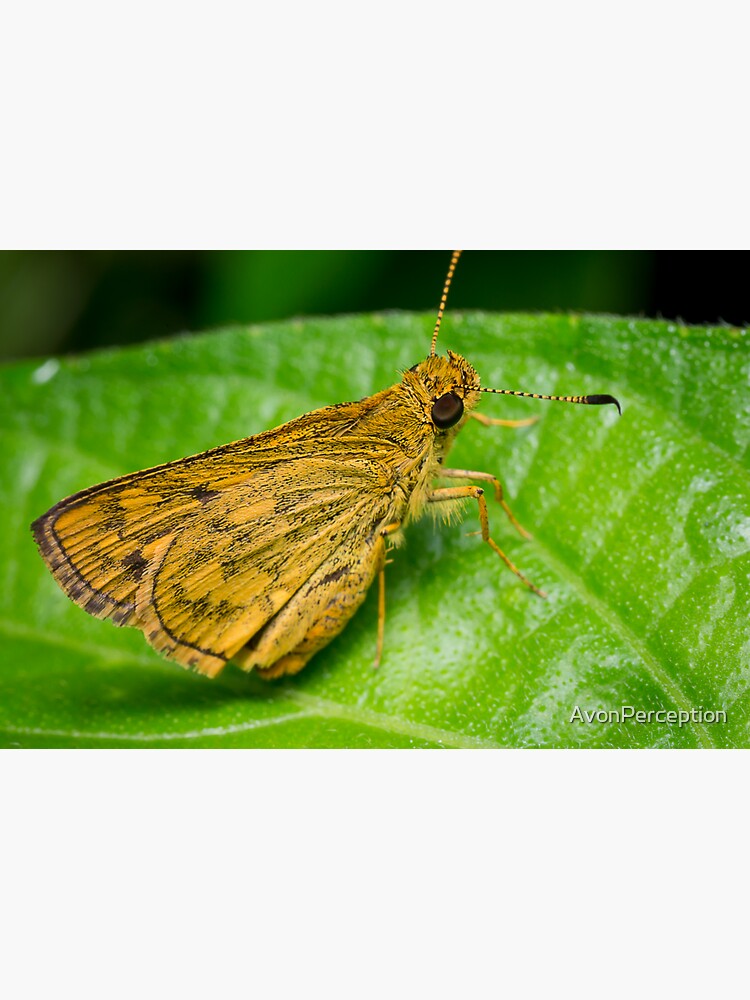"Unique and organic photo of a yellow skipper (butterfly)" Sticker for ...