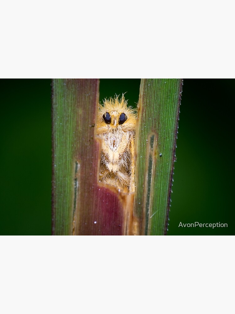 "Unique and organic photo of a yellow tussock moth face" Poster for ...