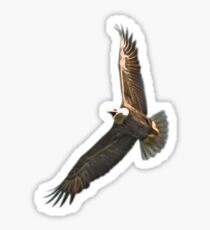 Bald Eagle: Stickers | Redbubble