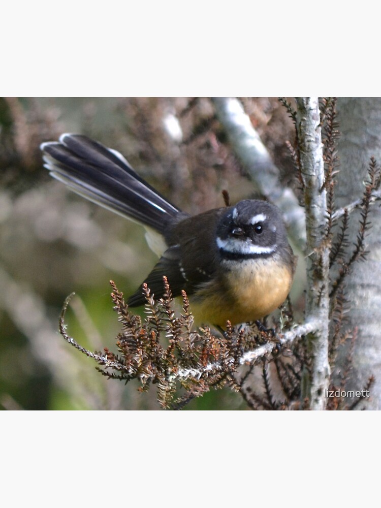"Cute Little Fantail" Sticker for Sale by lizdomett | Redbubble