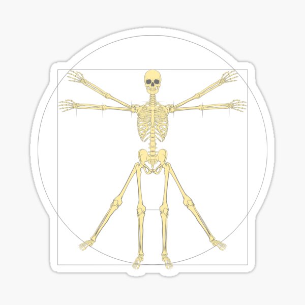 "vitruvian skeleton" Sticker by GabyDark | Redbubble