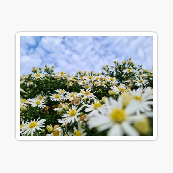 "White Aster Flowers" Sticker for Sale by MadeByFrank | Redbubble