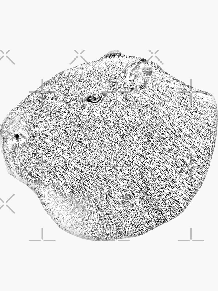 "Drawing of a Capybara Face" Sticker for Sale by Dalyn | Redbubble