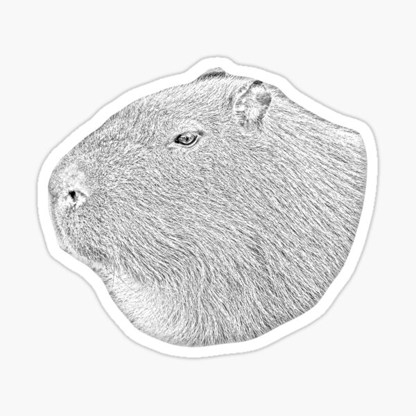 "Drawing of a Capybara Face" Sticker for Sale by Dalyn | Redbubble