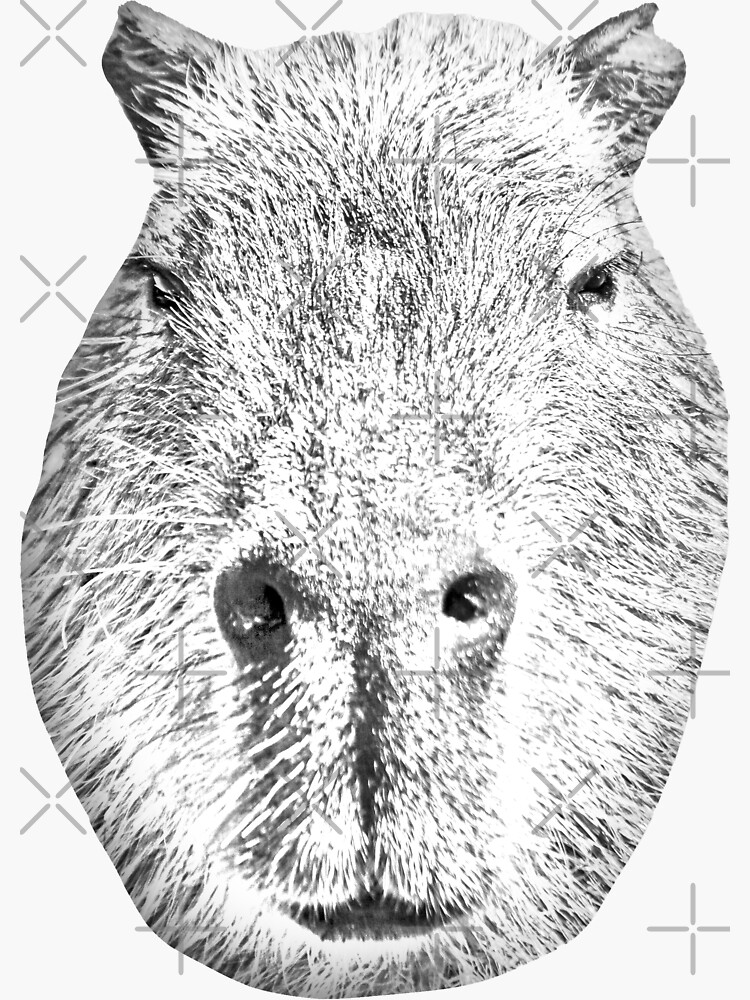 "Capybara face on!" Sticker for Sale by Dalyn | Redbubble