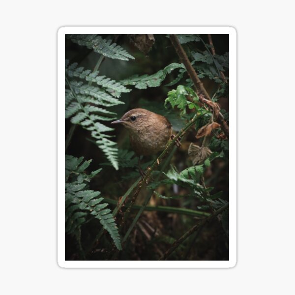 "A tiny Wren" Sticker for Sale by BryherAewen | Redbubble