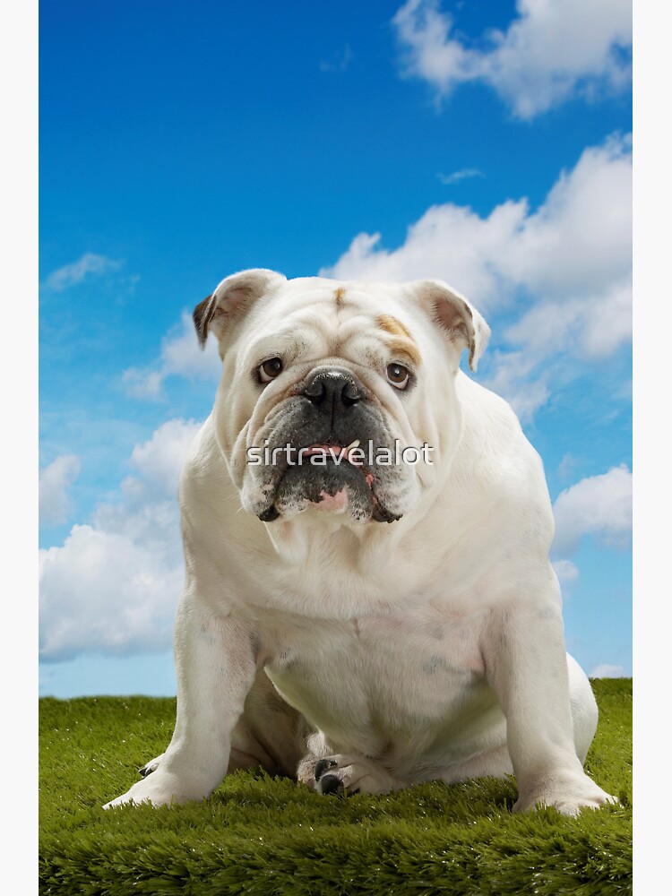 "Grumpy British Bulldog Sitting Outside" Sticker for Sale by ...
