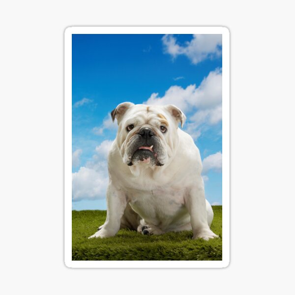 "Grumpy British Bulldog Sitting Outside" Sticker for Sale by ...