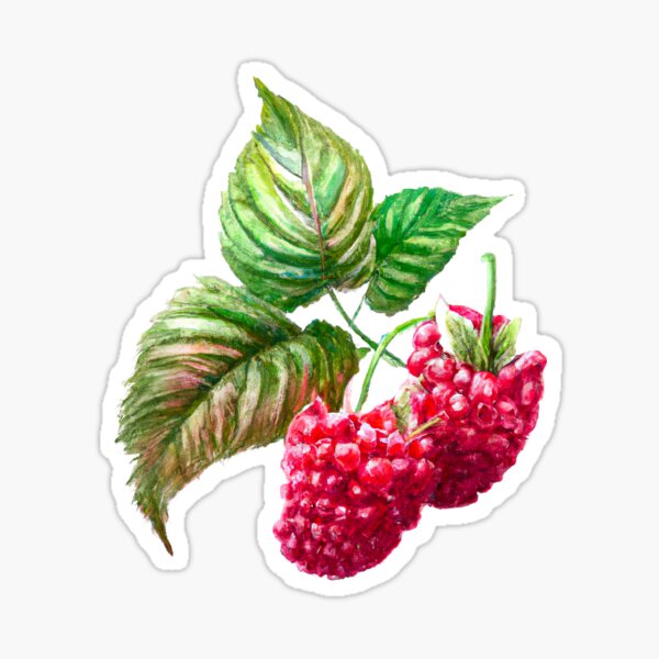 "Raspberries" Sticker for Sale by Kaamalauppias | Redbubble