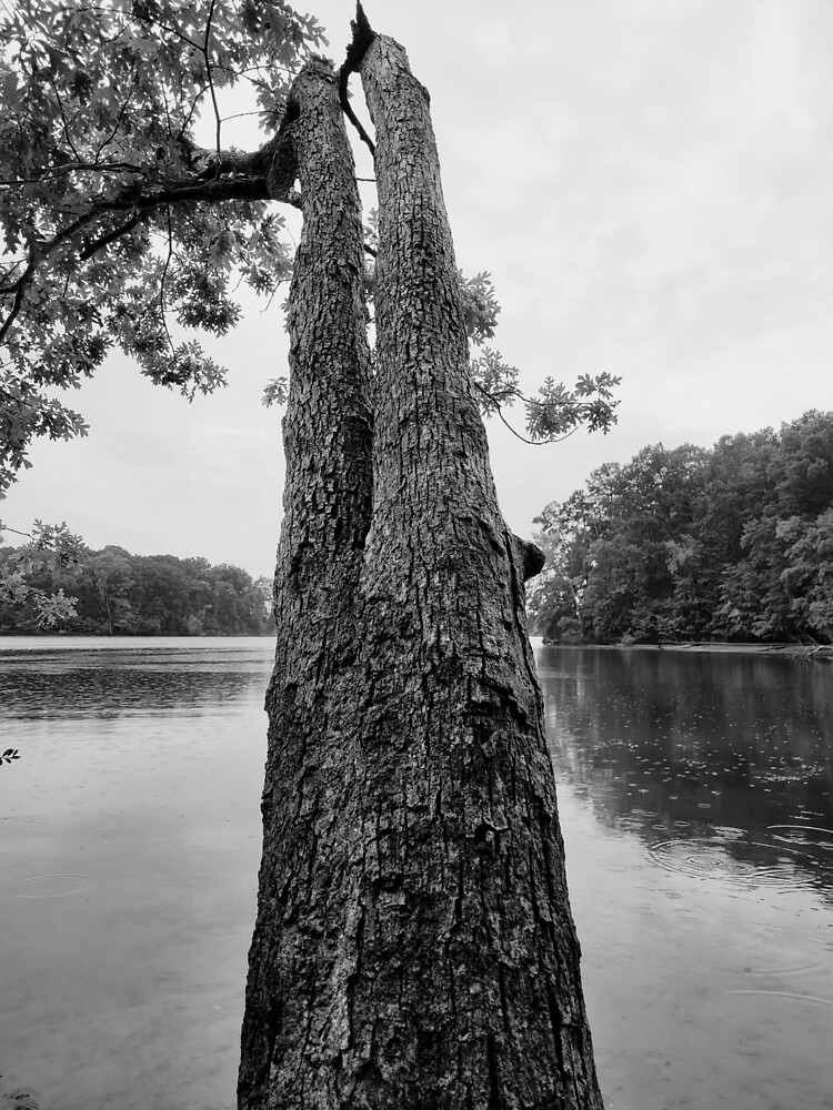 "Black and White Print of Leaning Tree" Sticker for Sale by BCMDesigns ...