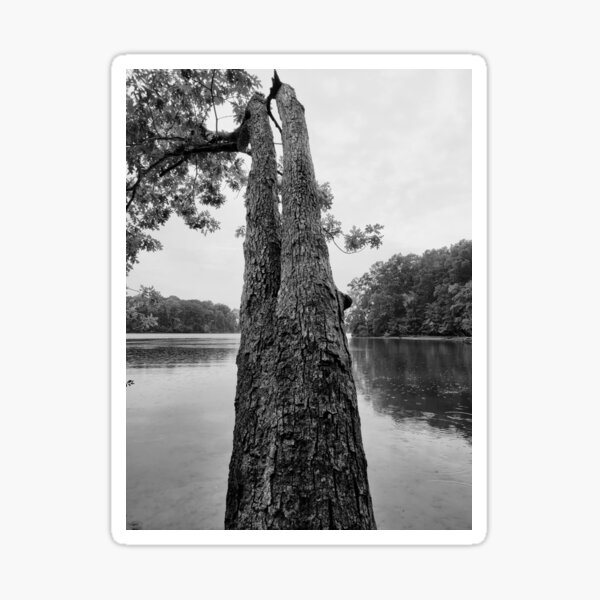 "Black and White Print of Leaning Tree" Sticker for Sale by BCMDesigns ...