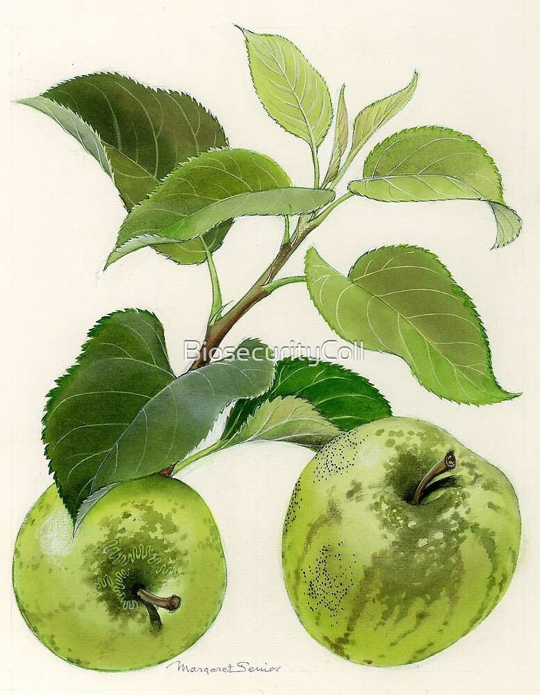 "Apple Sooty Blotch and Flyspeck" by BiosecurityColl | Redbubble