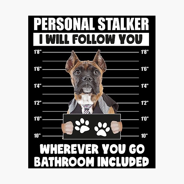 Lámina fotográfica «Refranes divertidos del perrito del boxeador, perro ...