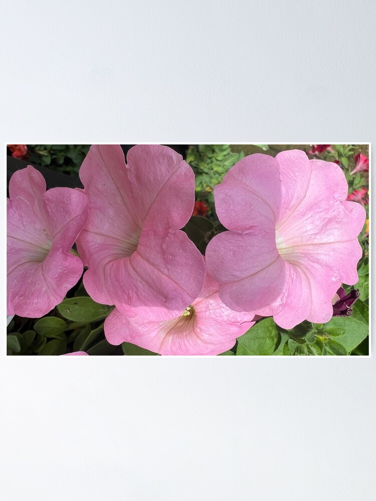 "Feminine Rising and the Pink Petunia!" Poster for Sale by Photomersion ...