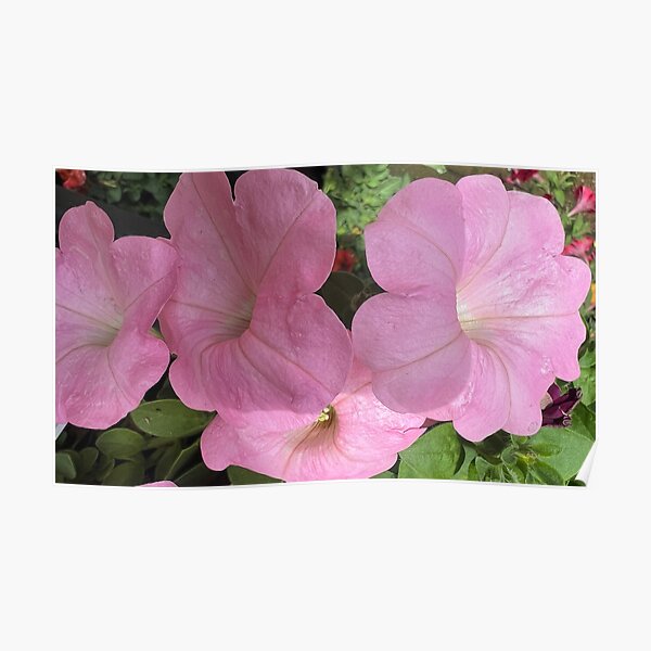 "Feminine Rising and the Pink Petunia!" Poster for Sale by Photomersion ...