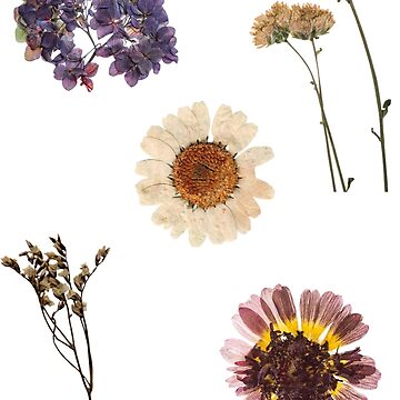 "Aesthetic Pressed Flowers Sticker Pack 1" Sticker for Sale by vibe ...