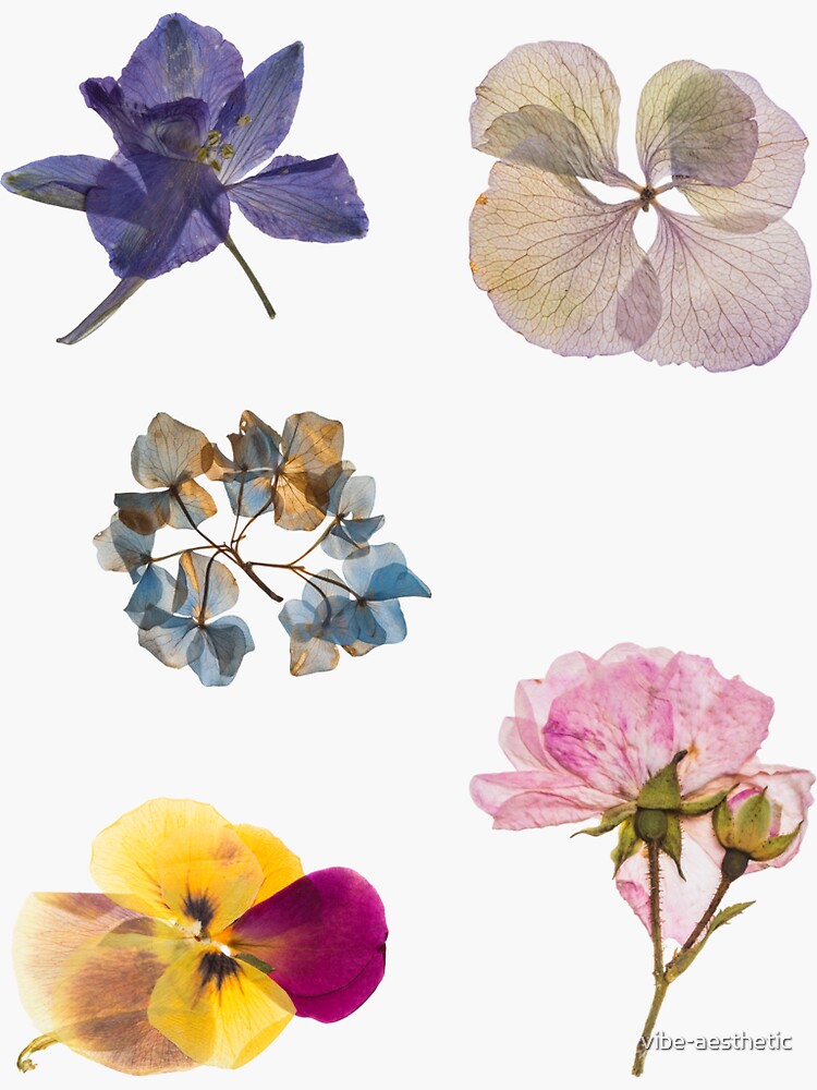 "Aesthetic Pressed Flowers Sticker Pack 2" Sticker for Sale by vibe ...