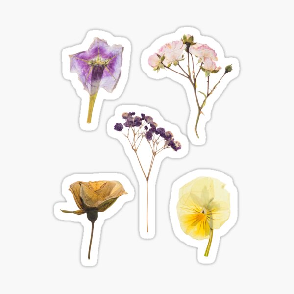 "Aesthetic Pressed Flowers Sticker Pack 3" Sticker for Sale by vibe ...