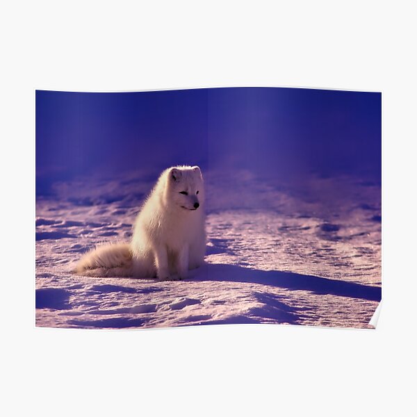"Adorable Arctic Fox!" Poster for Sale by Chance-C | Redbubble