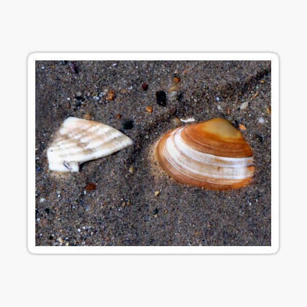 "shell" Sticker for Sale by KathleenDawson | Redbubble