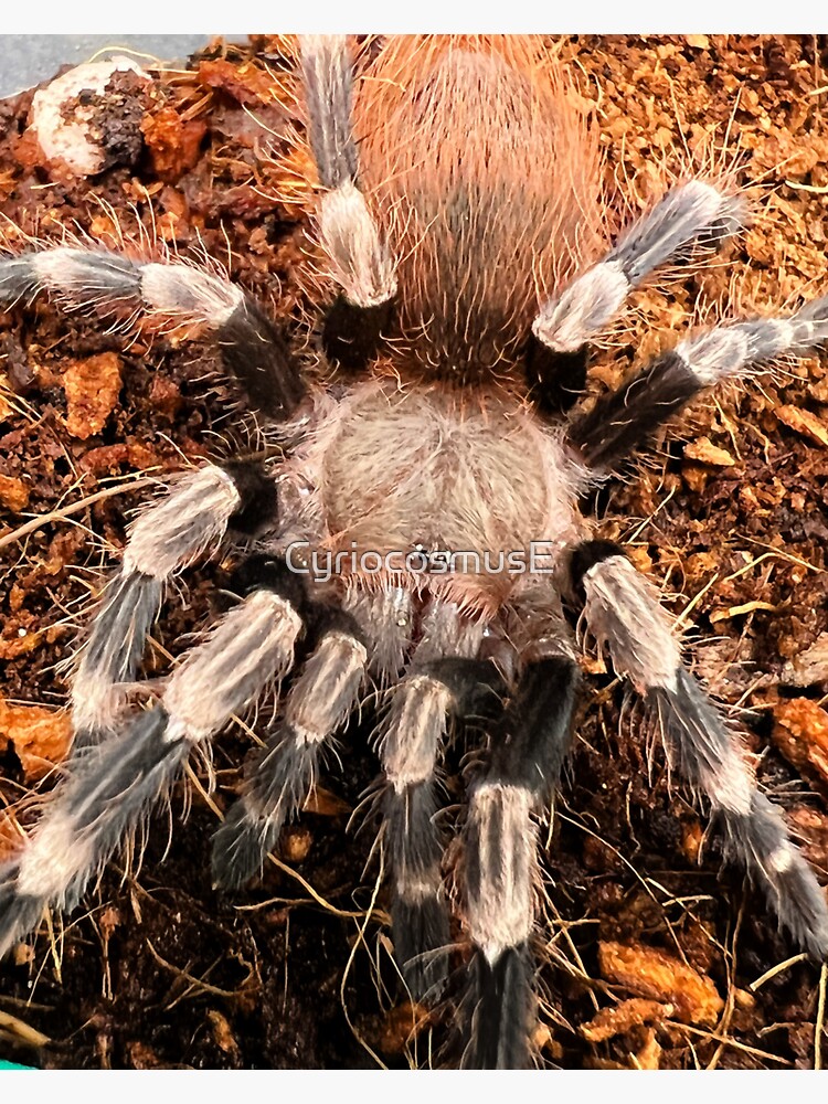 "Nhandu chromatus/Brazilian Red and White Tarantula" Sticker for Sale ...