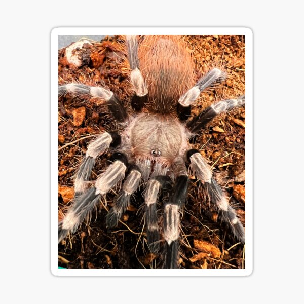 "Nhandu chromatus/Brazilian Red and White Tarantula" Sticker for Sale ...
