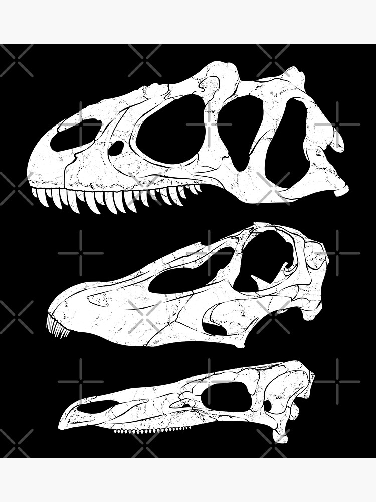 "Allosaurus Diplodocus Stegosaurus fossil" Sticker for Sale by ...