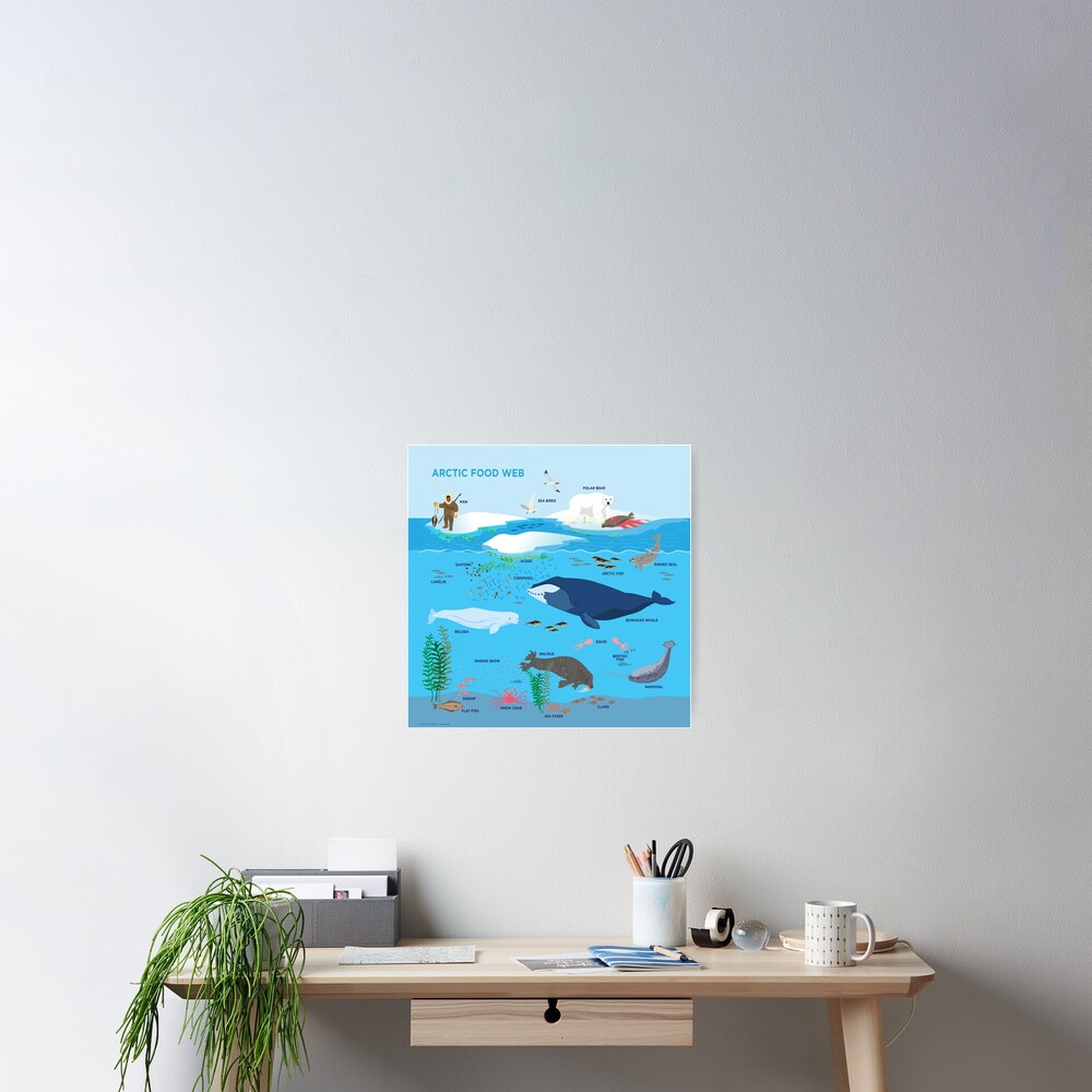 Arctic Food Web Poster By PepomintNarwhal Redbubble arctic-food-web-poster-by-pepomintnarwhal-redbubble