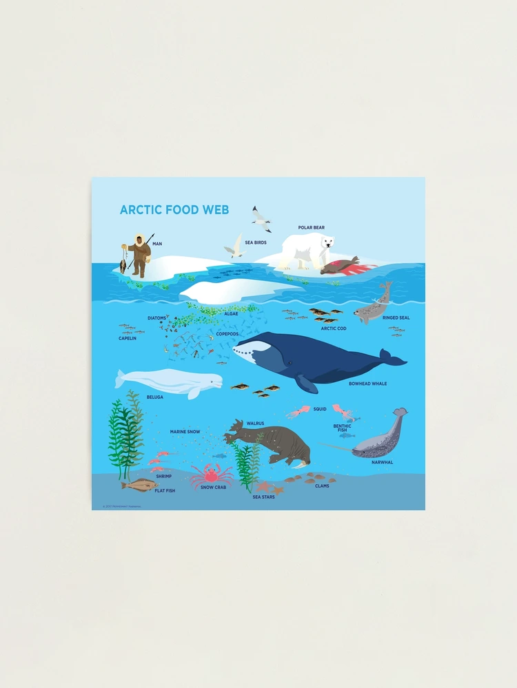 Arctic Food Web Simple Easy