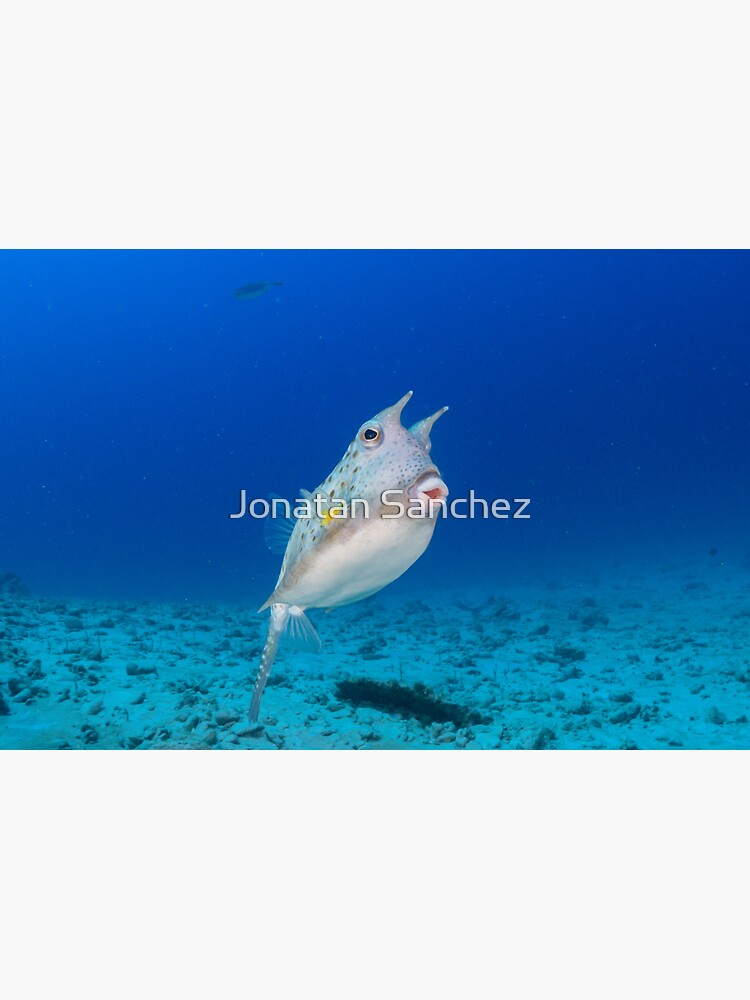 "Long Horn Cowfish kiss" Sticker for Sale by Jonatan Sanchez | Redbubble
