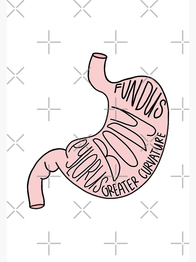"Labeled Stomach" Art Print for Sale by princesssomo21 | Redbubble