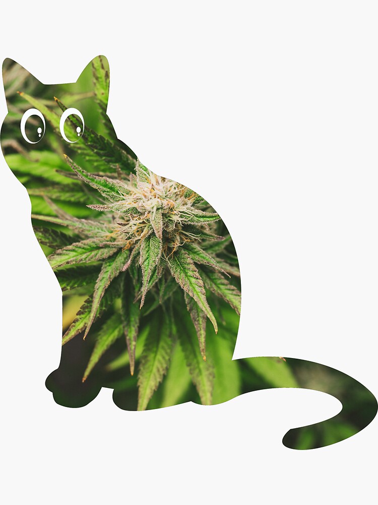 "Weed cat with eyes, stoned design" Sticker for Sale by LukaszKrol ...