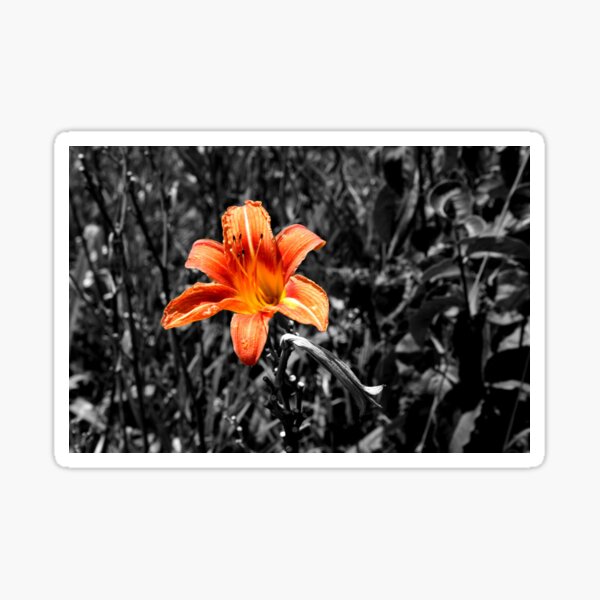 "Color Splash Tiger Lily" Sticker for Sale by Crixium | Redbubble