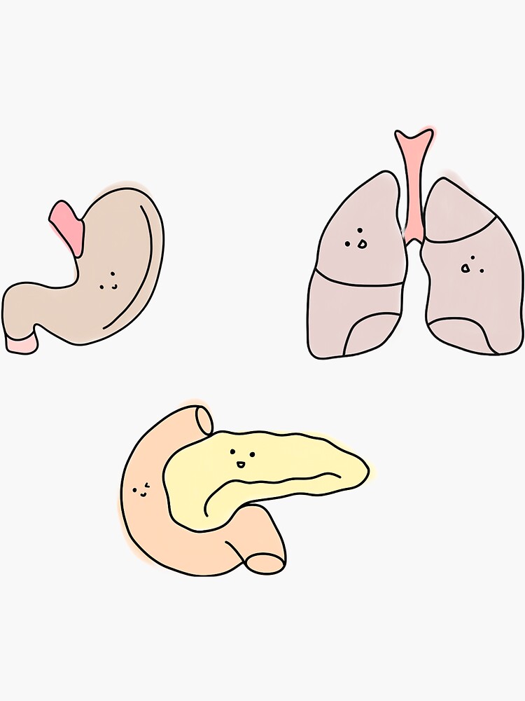 "Cute Anatomy organs Lung, Pancreas, Stomach" Sticker for Sale by MIMI ...