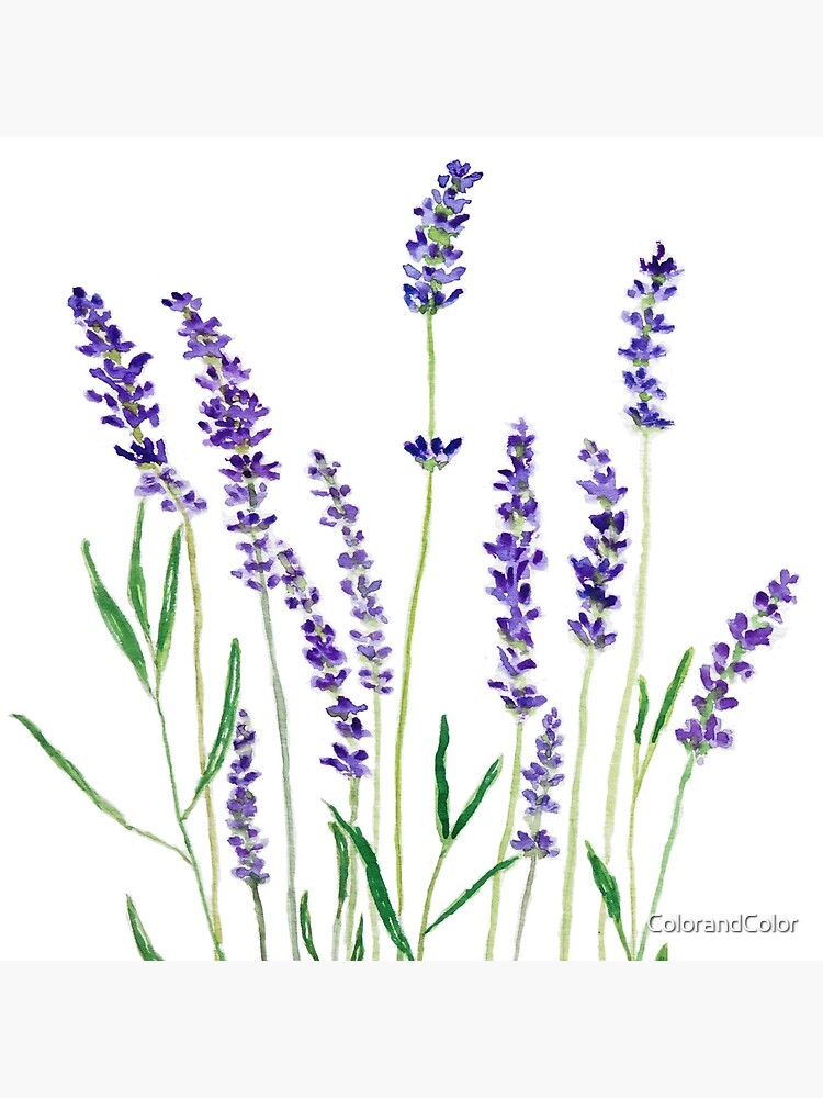 "hand painted purple lavender " Art Board Print for Sale by ...