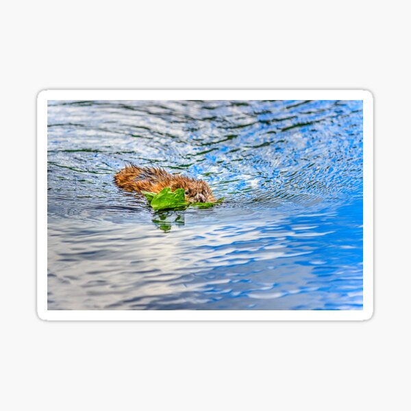 Muskrat Gifts & Merchandise | Redbubble