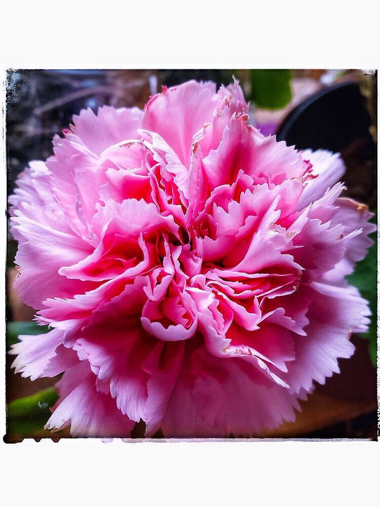 "Call me Pink" Throw Pillow for Sale by bobewing | Redbubble