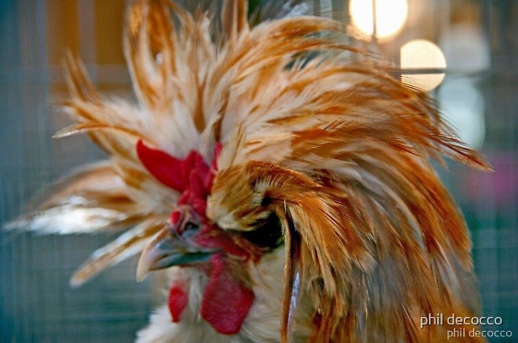 "Majestic Mystery Chicken" by phil decocco | Redbubble