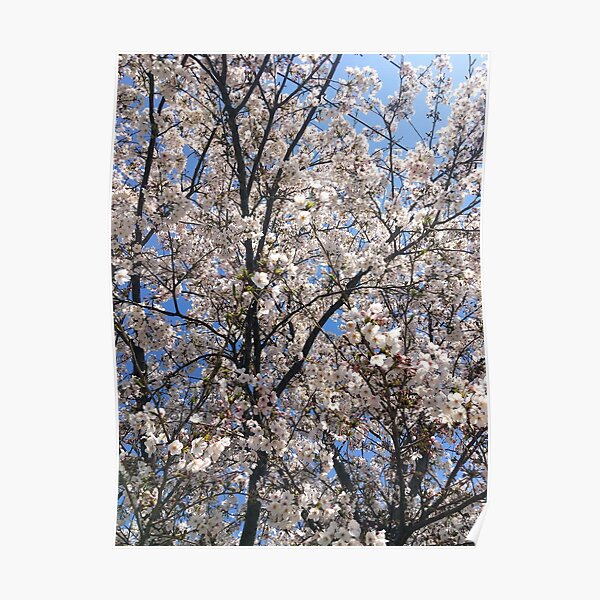 "Cherry blossoms - Cherry tree" Poster for Sale by fromiana | Redbubble